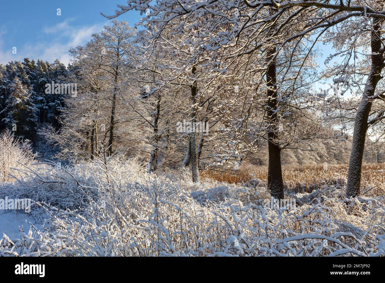 Winter landscape snow alder trees hi-res stock photography and images ...