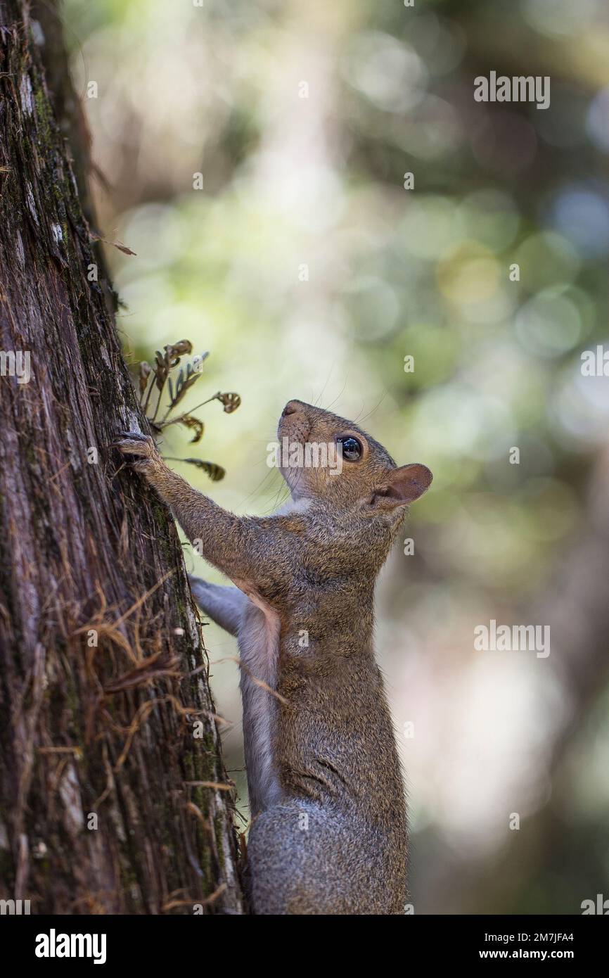 A vertical closeup of the eastern gray squirrel, Sciurus carolinensis ...