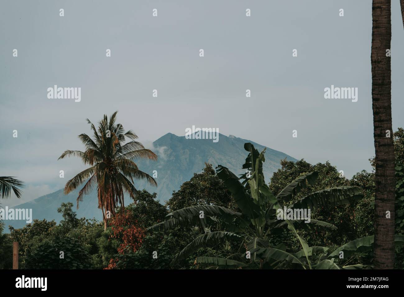 The view of tropical trees with Mount Agung in the background. Tulamben ...