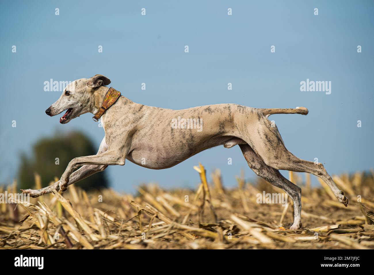 Whippet running in a stubblefield Stock Photo - Alamy