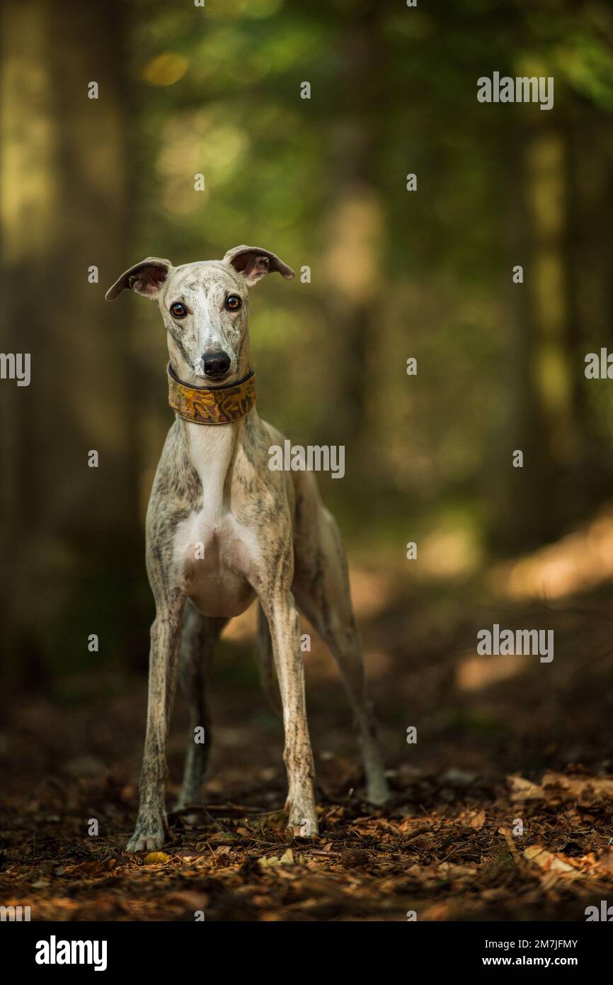 Whippet dog standing grass hi-res stock photography and images - Alamy