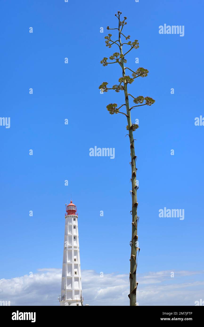 Cabo de Santa Maria Lighthouse, Culatra Island, Farol village, Olhao ...