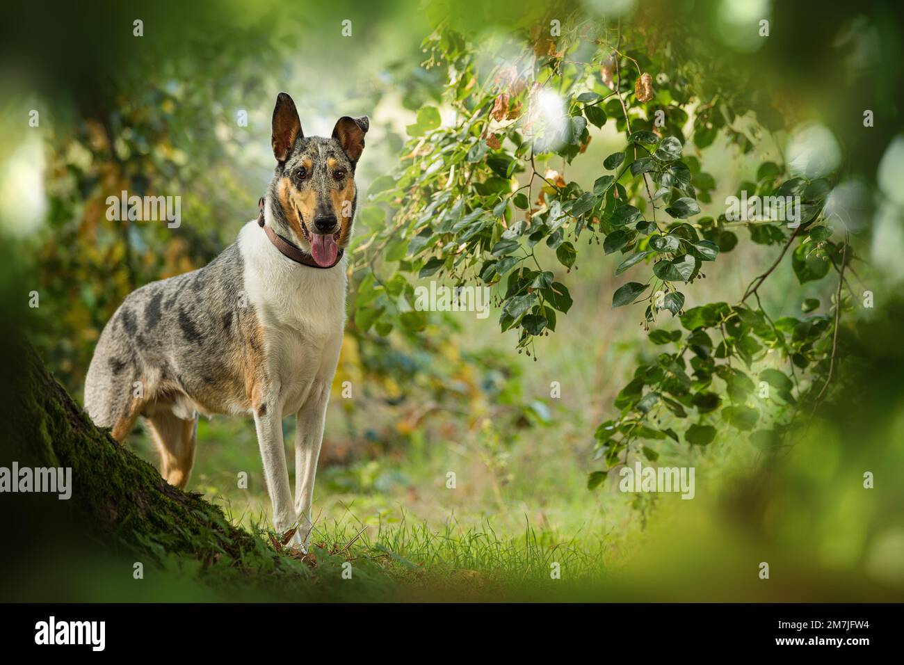 American collie standing in a park Stock Photo - Alamy