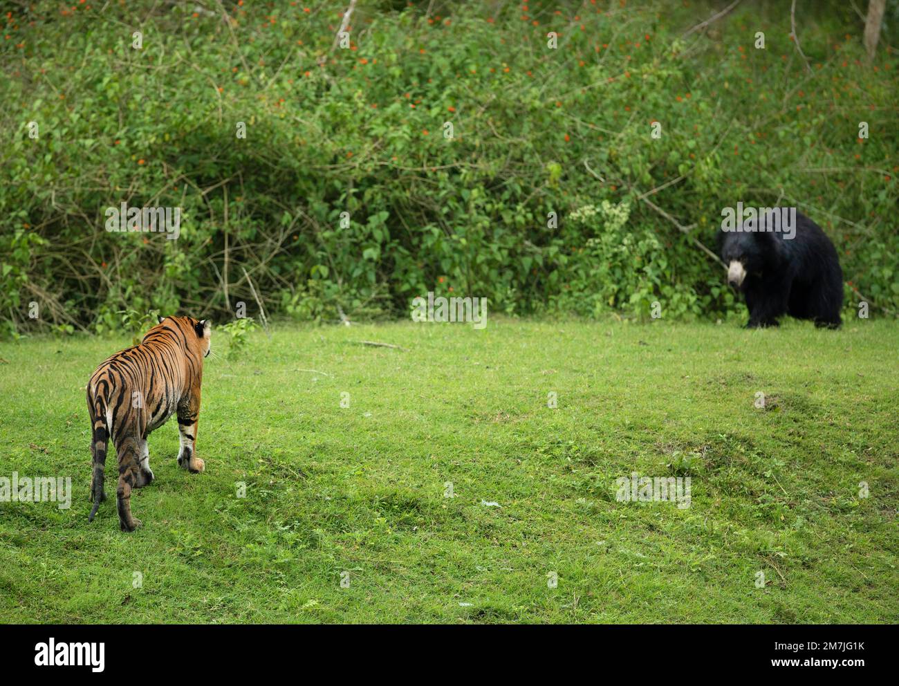 A close encounter. Kabini, India: THESE INCREDIBLE images show a sloth ...