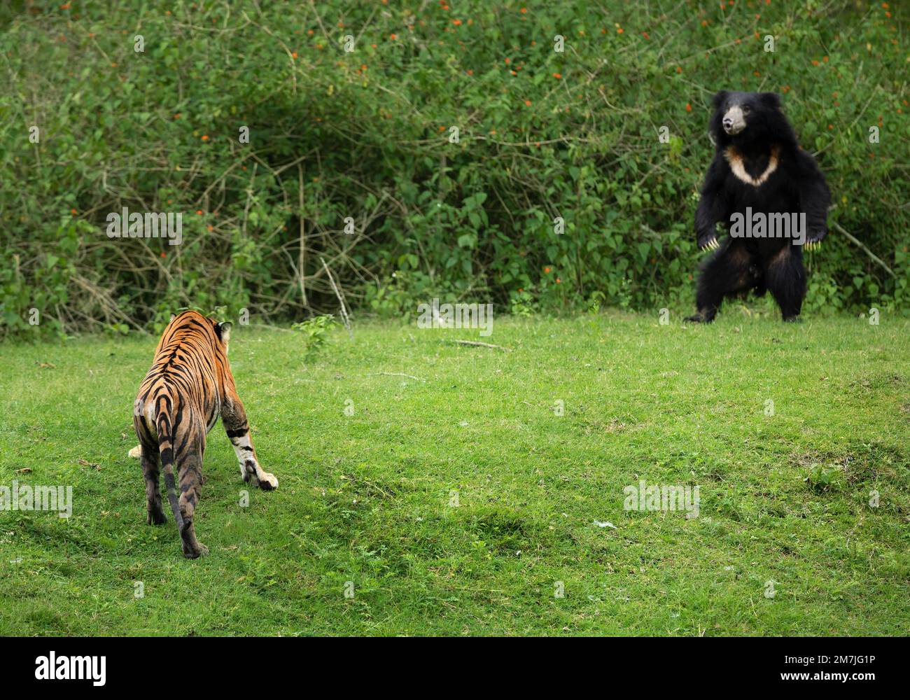 The sloth bear rears up in warning. Kabini, India: THESE INCREDIBLE ...