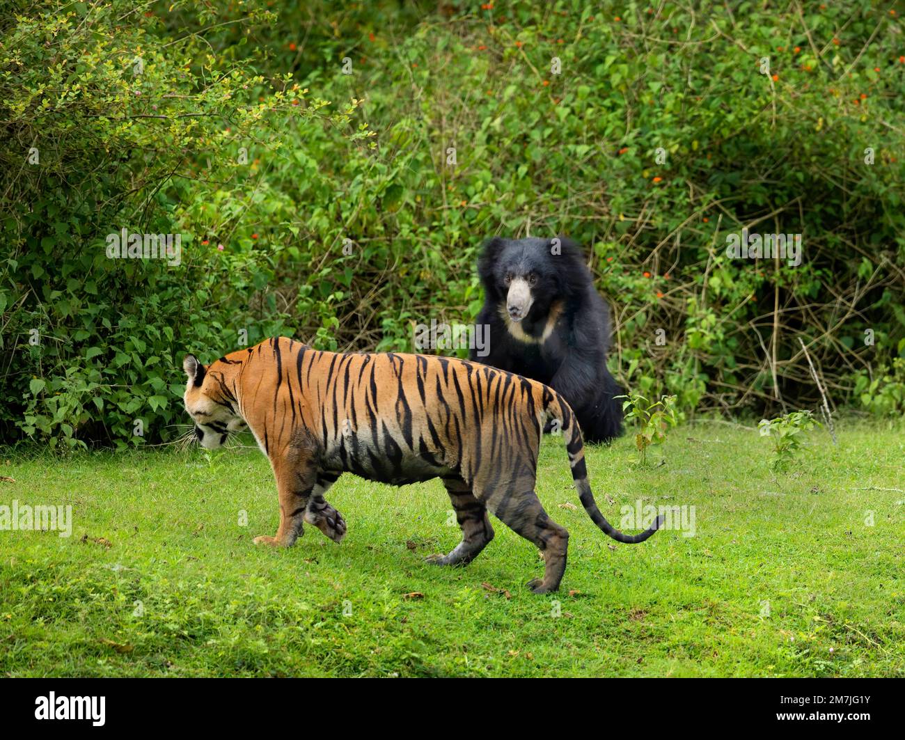The tiger curiously circles the sloth bear. Kabini, India: THESE ...