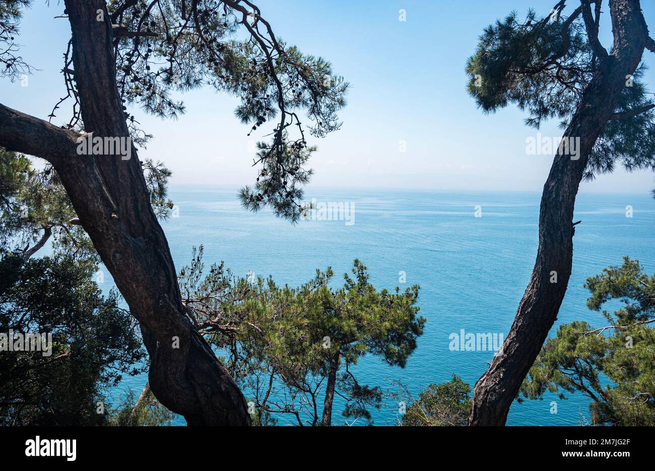View of the Black Sea and pine trees on a sunny summer day. Turkey ...