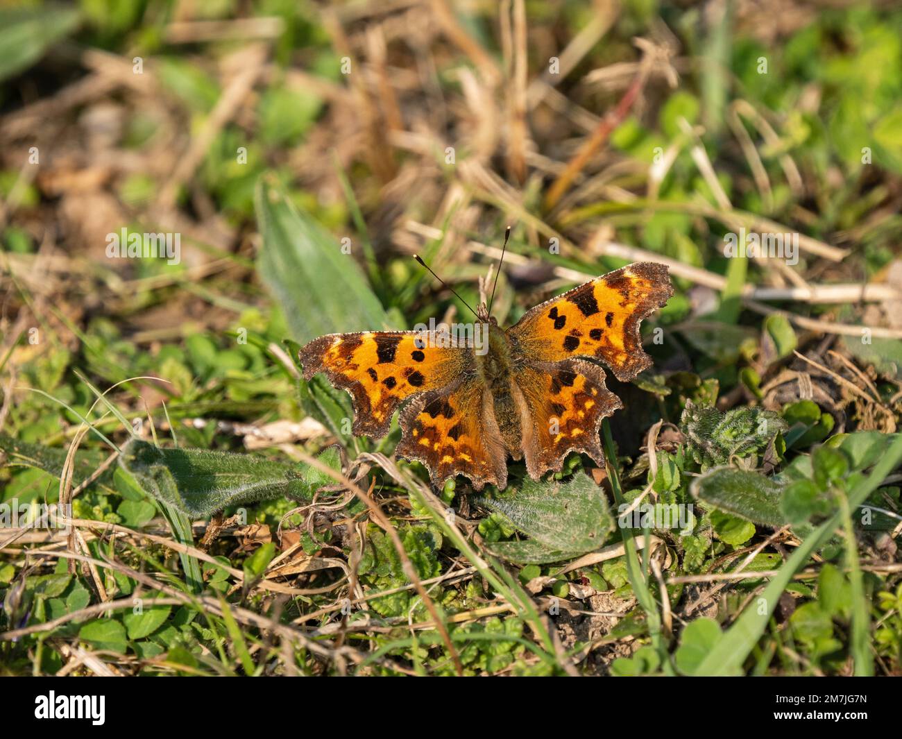 Comma Butterfly Resting on the Ground Stock Photo - Alamy