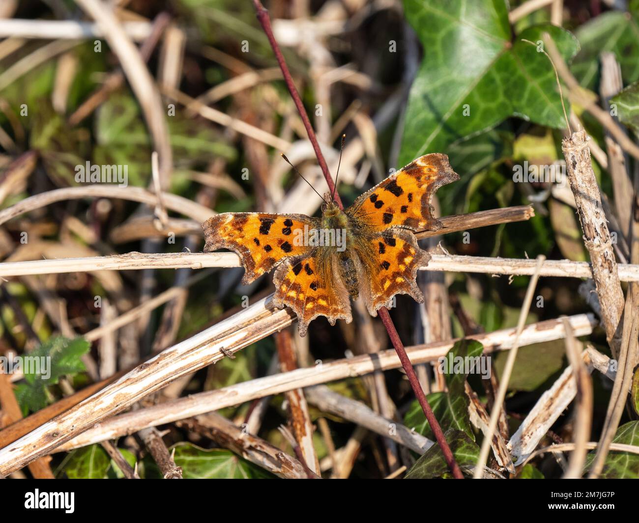 Comma Butterfly Resting Stock Photo - Alamy