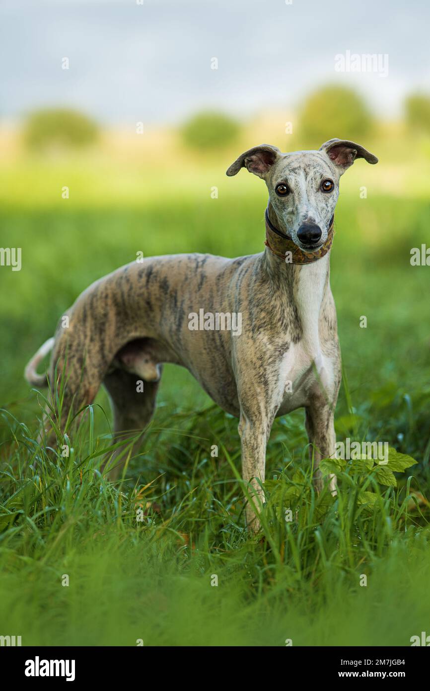 Whippet standing in a meadow Stock Photo - Alamy
