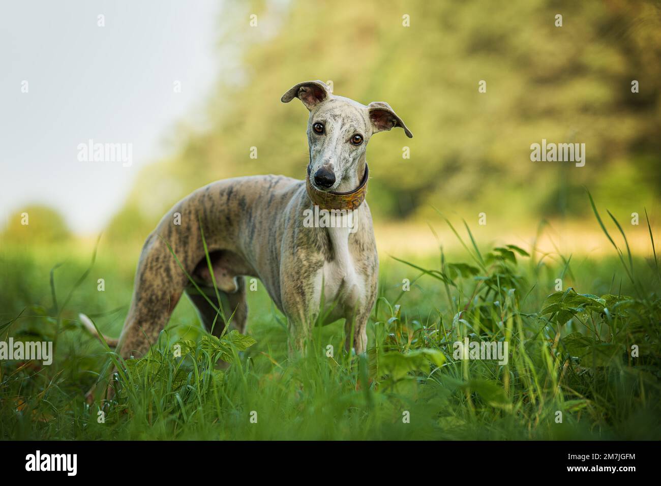 Whippet standing in a meadow Stock Photo - Alamy