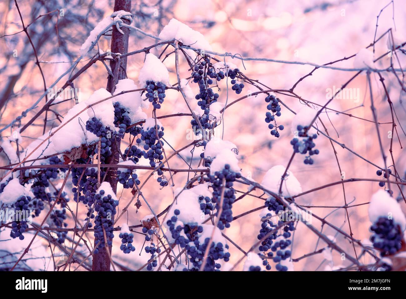 Unharvested red wine grapes covered with snow on a vine in winter Stock ...