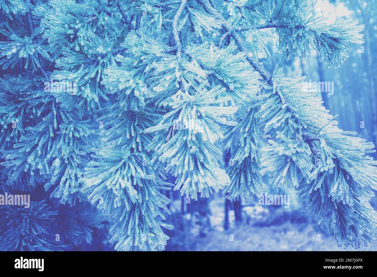 Pine branches covered with ice after freezing rain. Nature winter ...