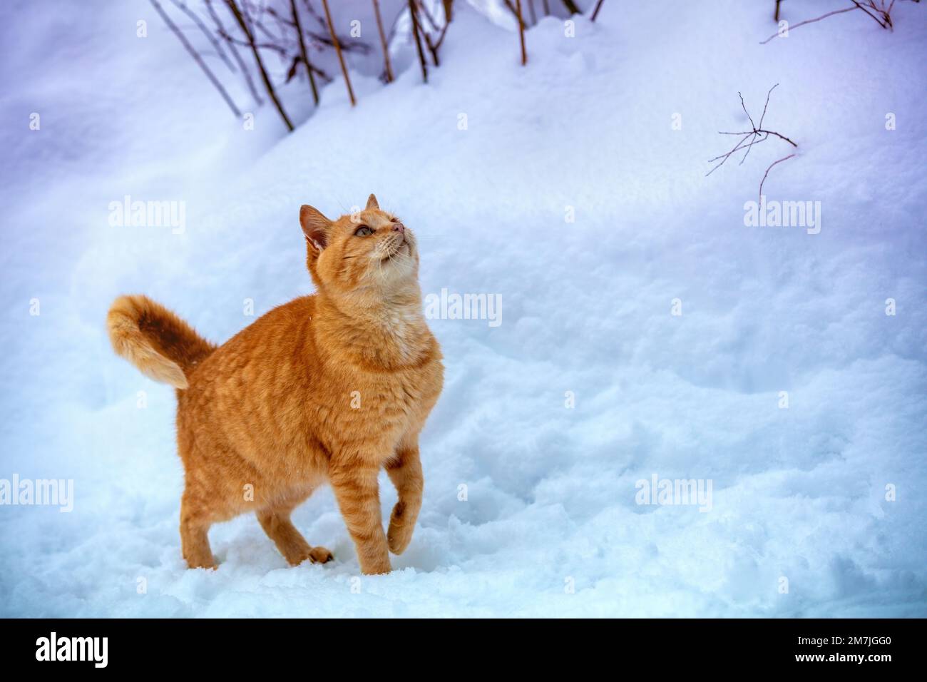 Ginger cat walking on the snow in winter after snowfall Stock Photo - Alamy