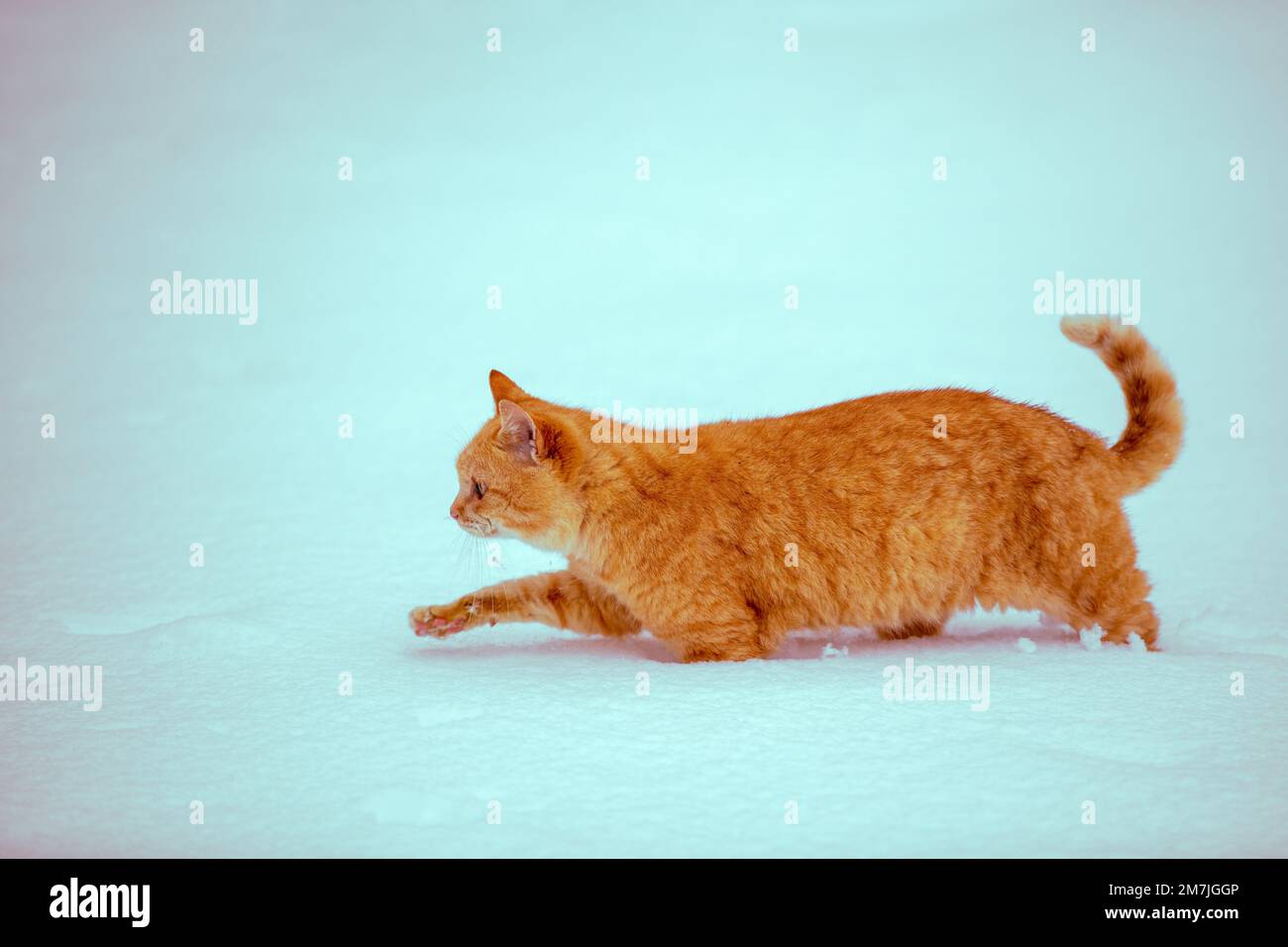 Orange cat walking to you hi-res stock photography and images - Alamy
