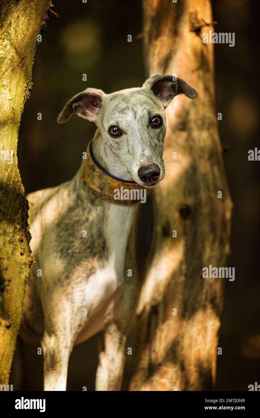 Whippet dog standing grass hi-res stock photography and images - Alamy