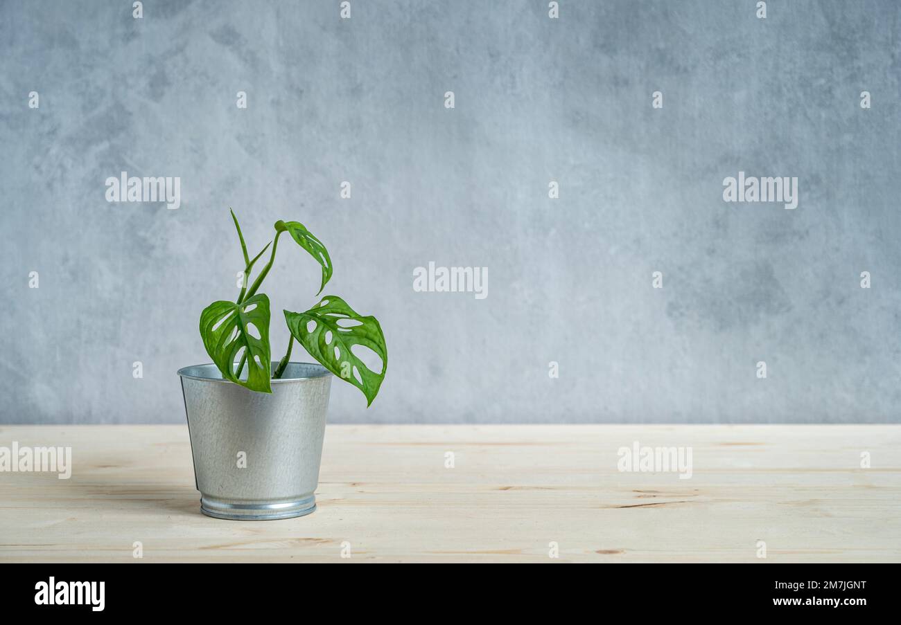 Monstera pertusa hi-res stock photography and images - Alamy
