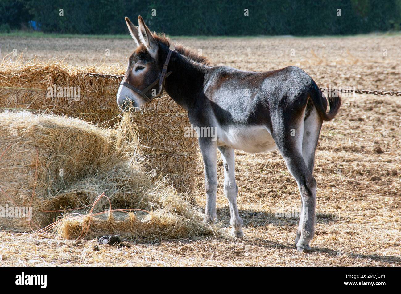 Oreille de cheval hi-res stock photography and images - Alamy