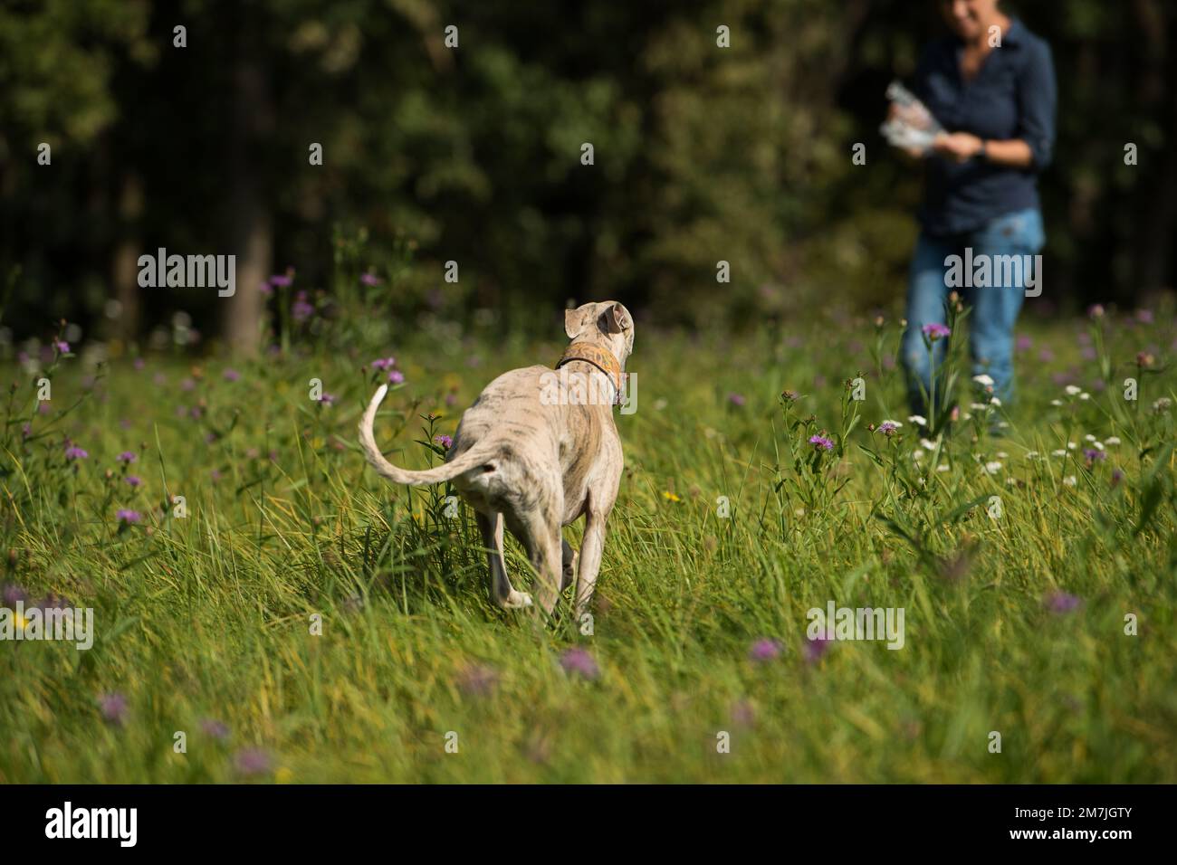 Whippet in a summer meadow Stock Photo - Alamy