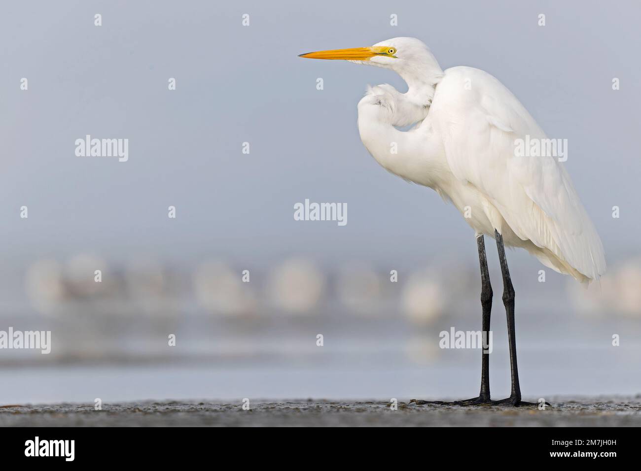 Ardea alba on the beach hi-res stock photography and images - Alamy