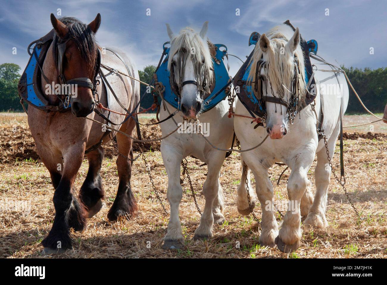 Harnachement pour cheval hi-res stock photography and images - Alamy