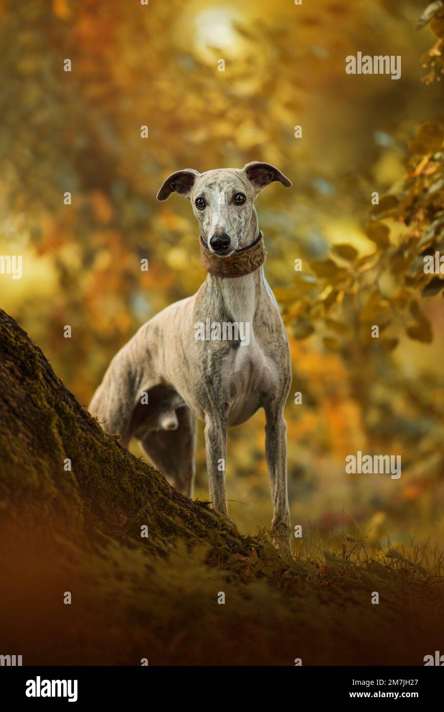 Whippet is standing in a forest Stock Photo - Alamy