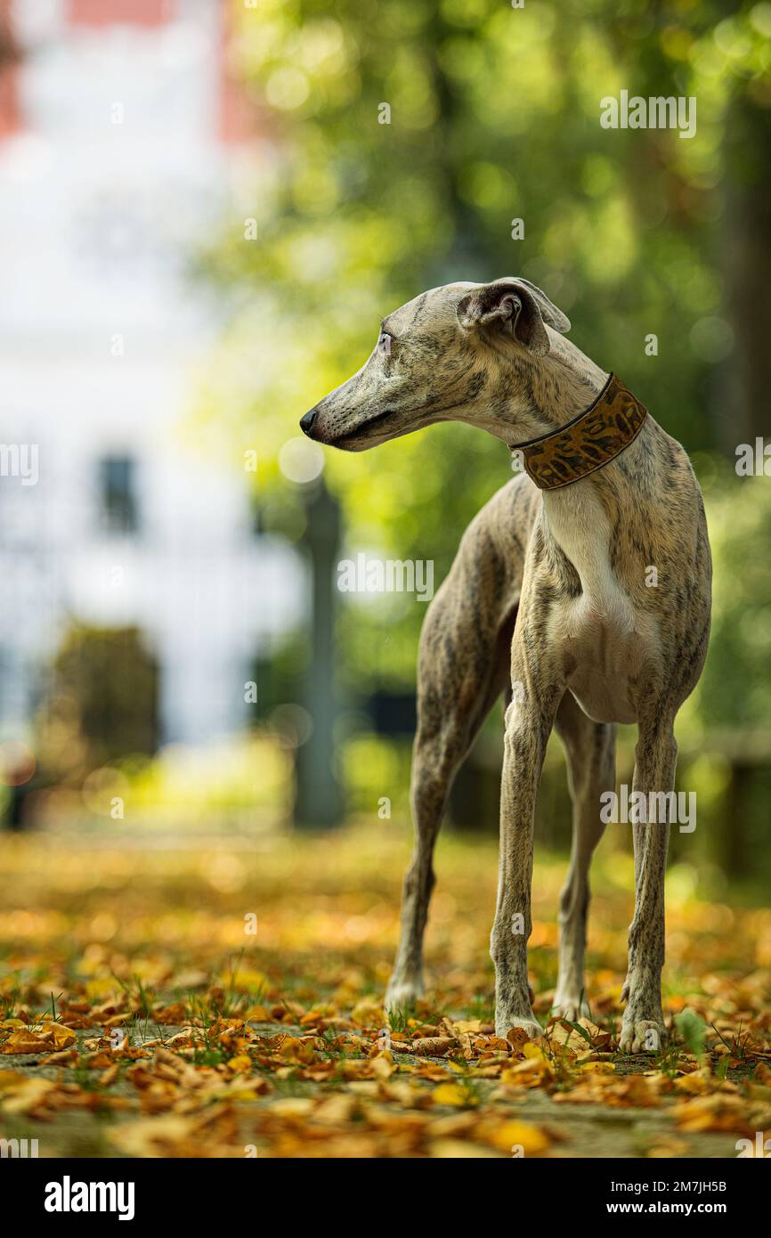 Whippet in a park Stock Photo - Alamy