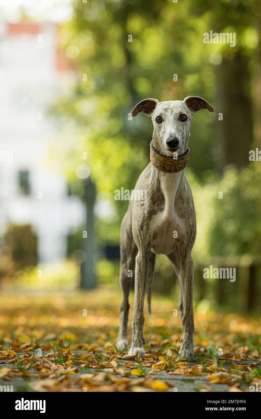 Whippet in a park Stock Photo - Alamy