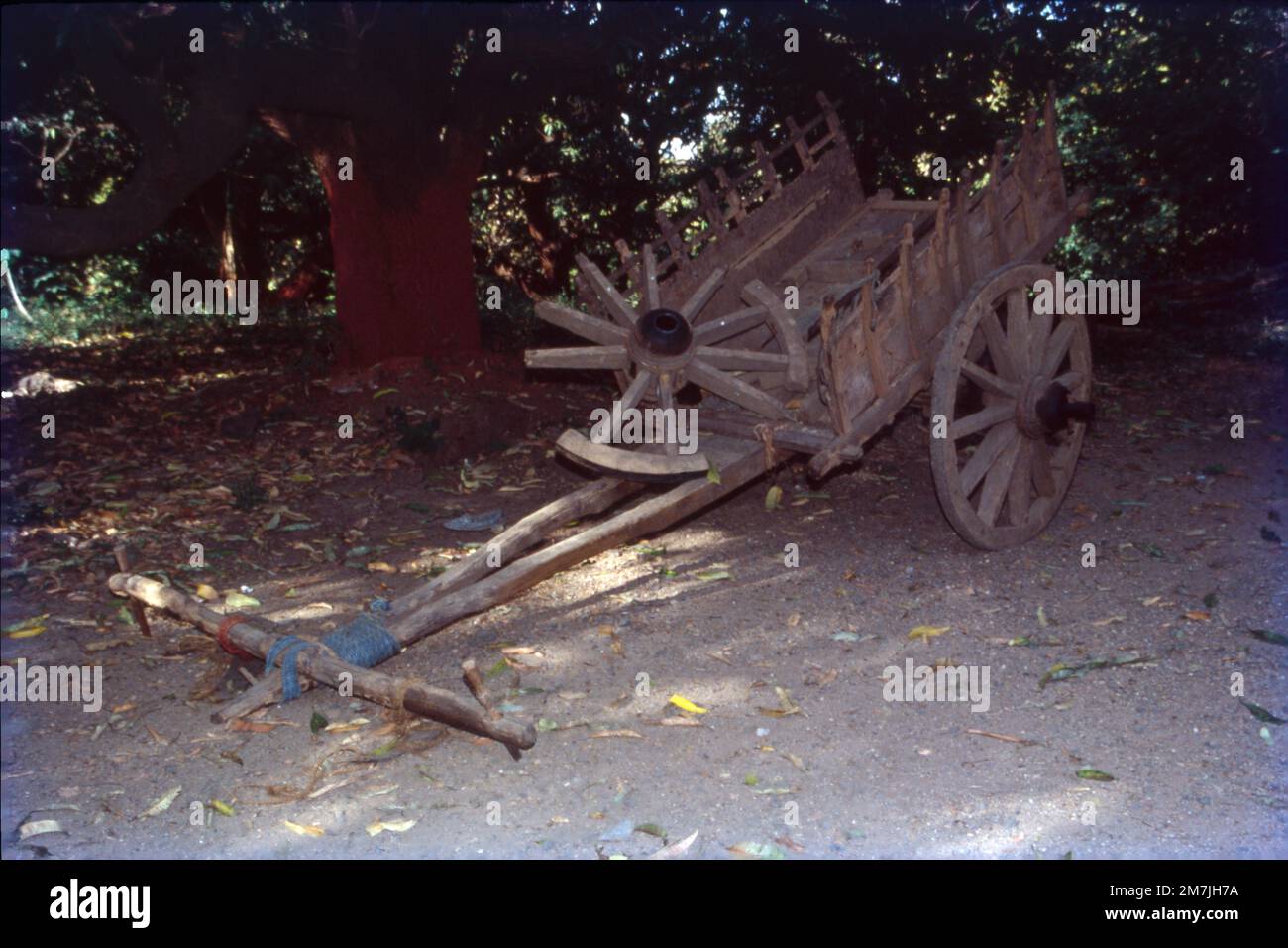 Village Scene, Brocken Bullock Cart Below The Tree, Maharashtra, India ...