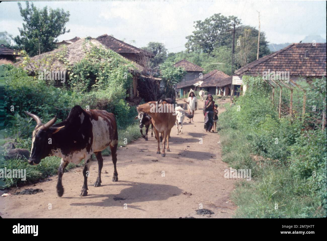 Village Scene in Maharashtra Village Stock Photo - Alamy
