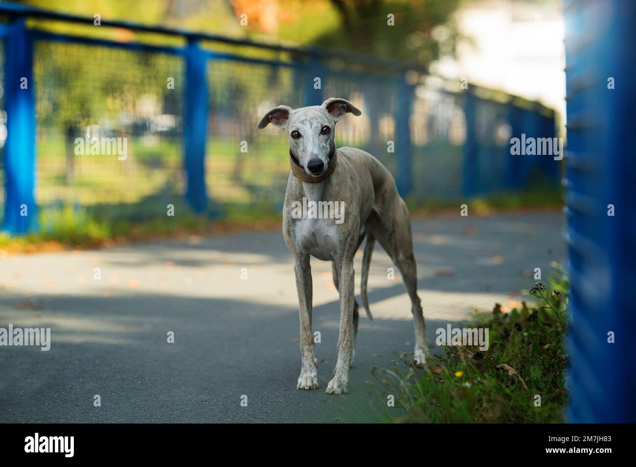 Whippet standing hi-res stock photography and images - Alamy