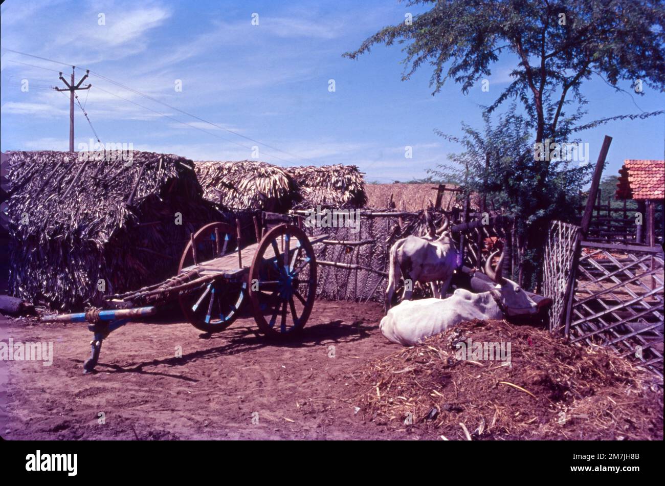 Village Scene, Rameshwaram, Tamil Nadu, India Stock Photo - Alamy