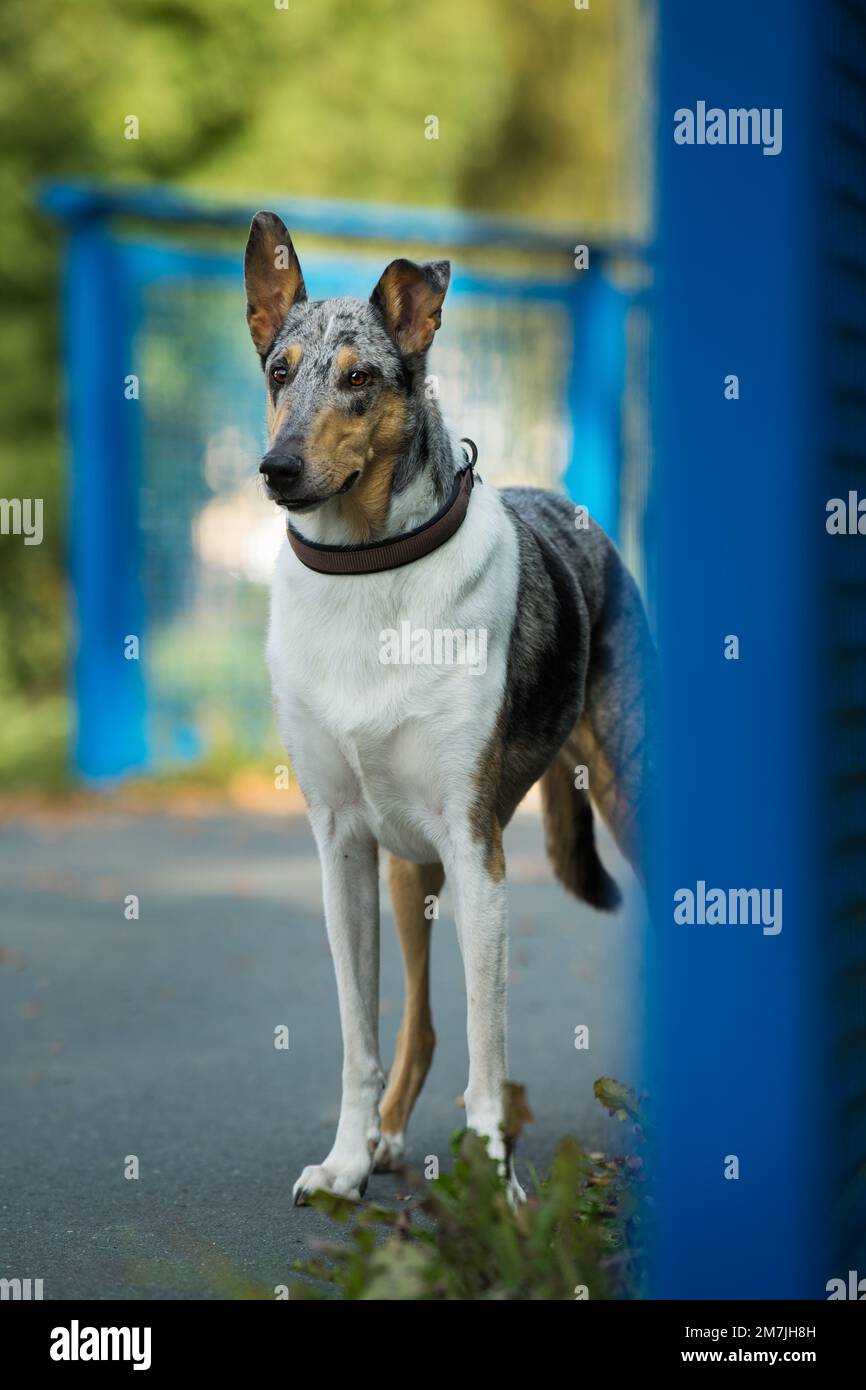 Dog kennel bridge hi-res stock photography and images - Alamy