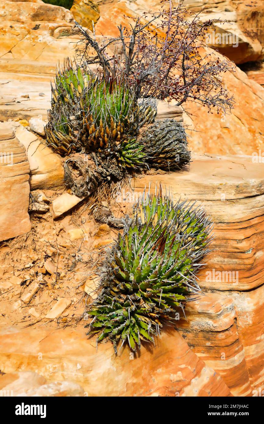 Red agave hi-res stock photography and images - Alamy