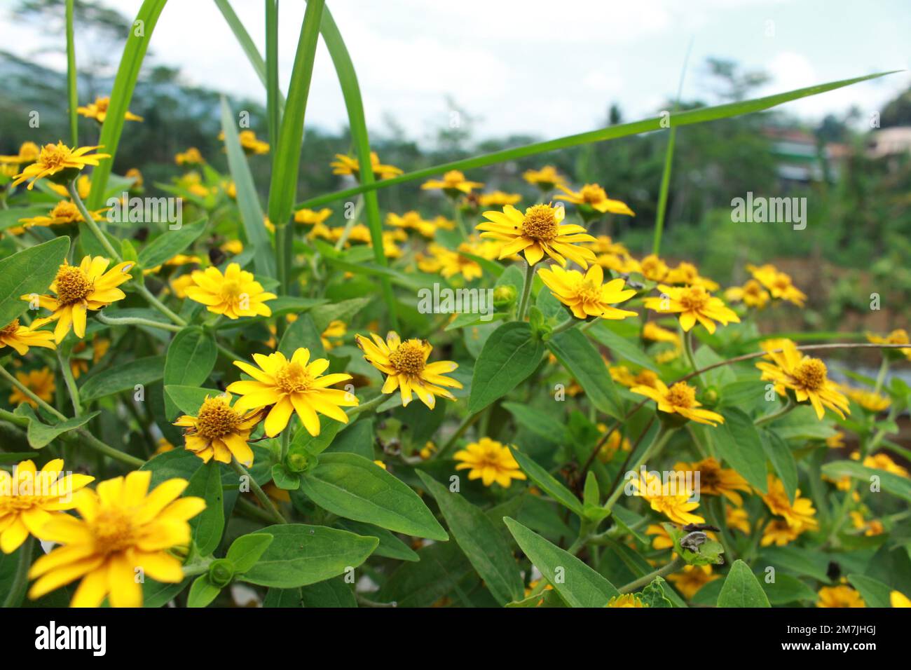 Beauty spring flower melampodium divaricatum or yellow butter daisy2 ...