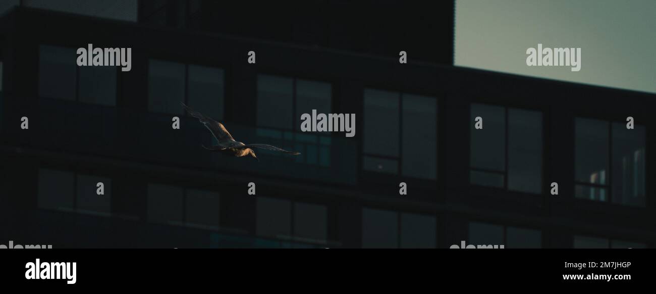 A bird flying in front of building Stock Photo - Alamy