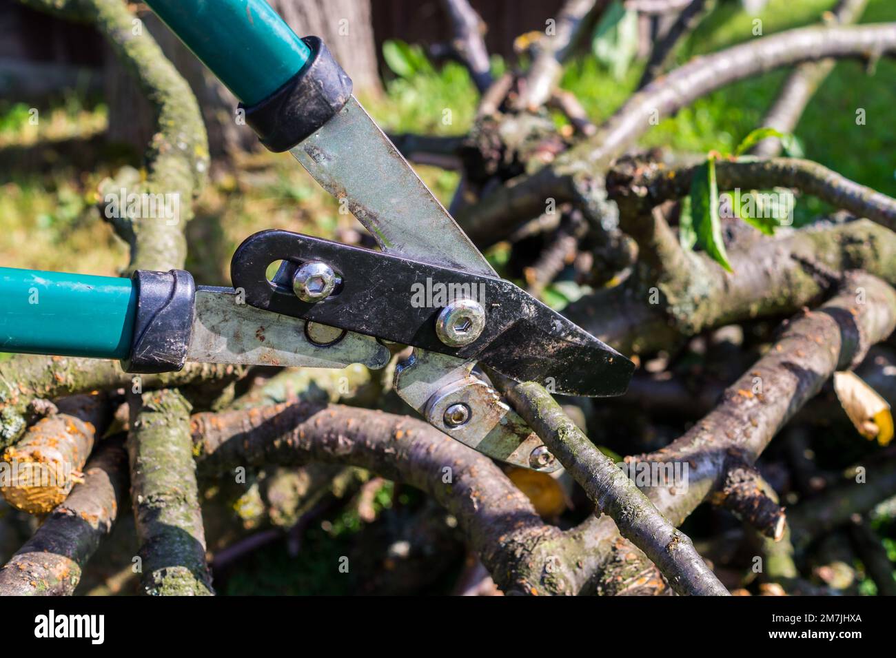 cutting wood with the pruning shears in spring Stock Photo - Alamy