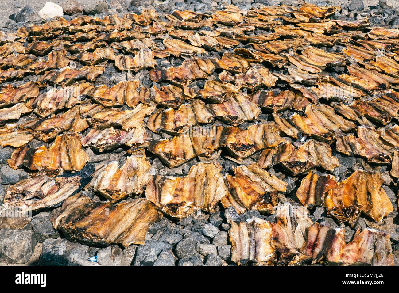 Fish drying in the sun by El Molo people in Lake Turkana, Kenya Stock ...