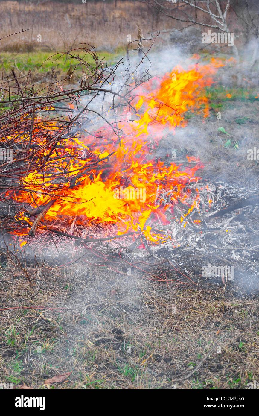 Burning dry twigs in the field. fire and the smoke of the fire Stock ...