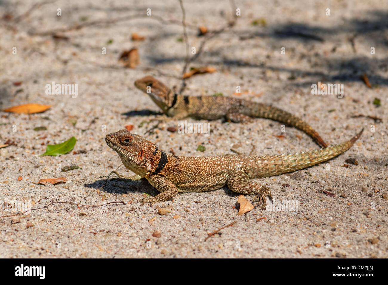 Cuvier's Madagascar Swift - Oplurus cuvieri, Madagascar west coast ...