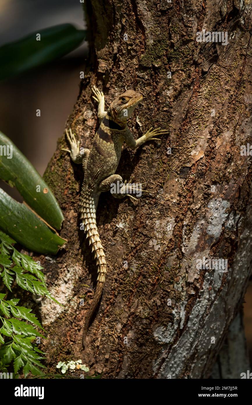 Cuvier's Madagascar Swift - Oplurus cuvieri, Madagascar west coast ...