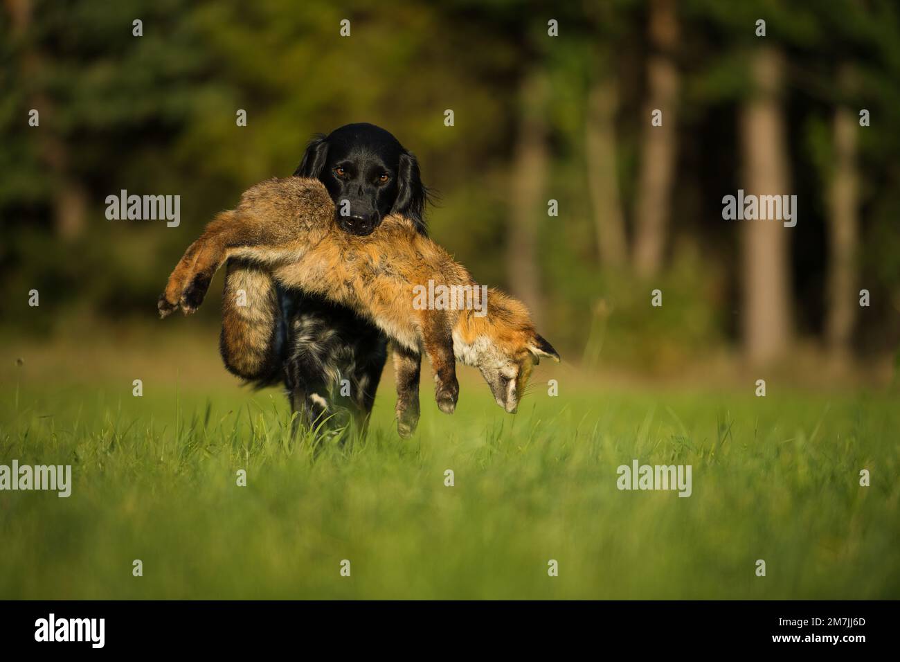 Great munsterlander dog with a dead fox in a summer meadow Stock Photo ...