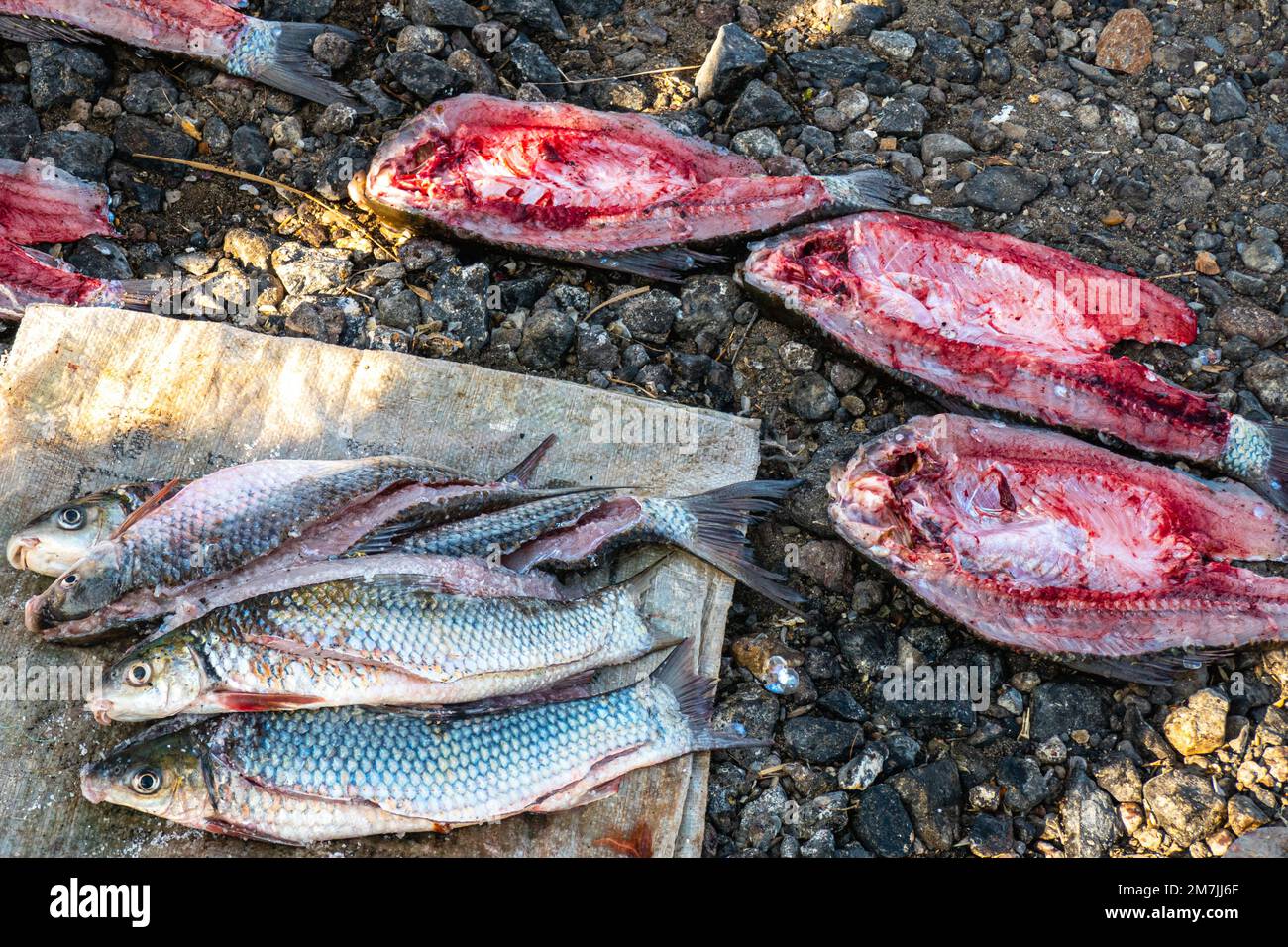 Fish drying in the sun by El Molo people in Lake Turkana, Kenya Stock ...