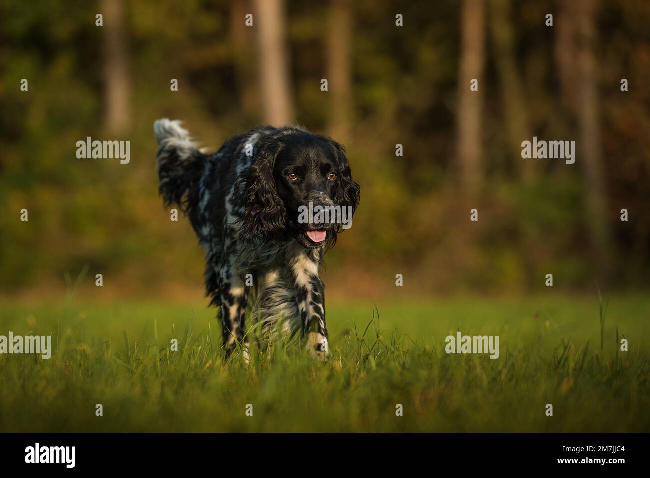 Great munsterlander dog in a summer meadow Stock Photo - Alamy