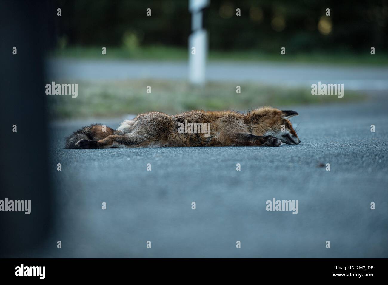 Dead fox on hi-res stock photography and images - Alamy