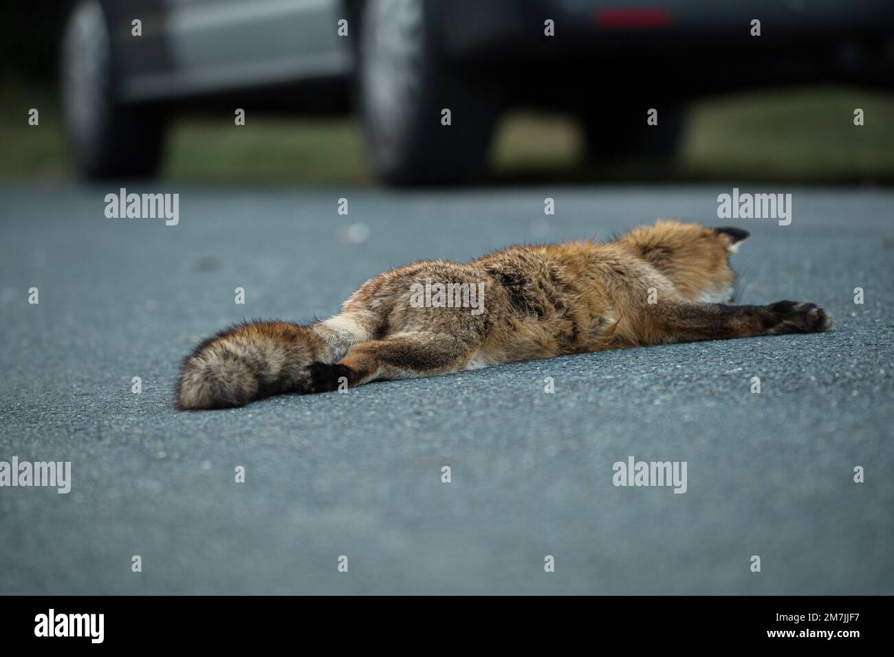 Dead fox on a road hi-res stock photography and images - Alamy