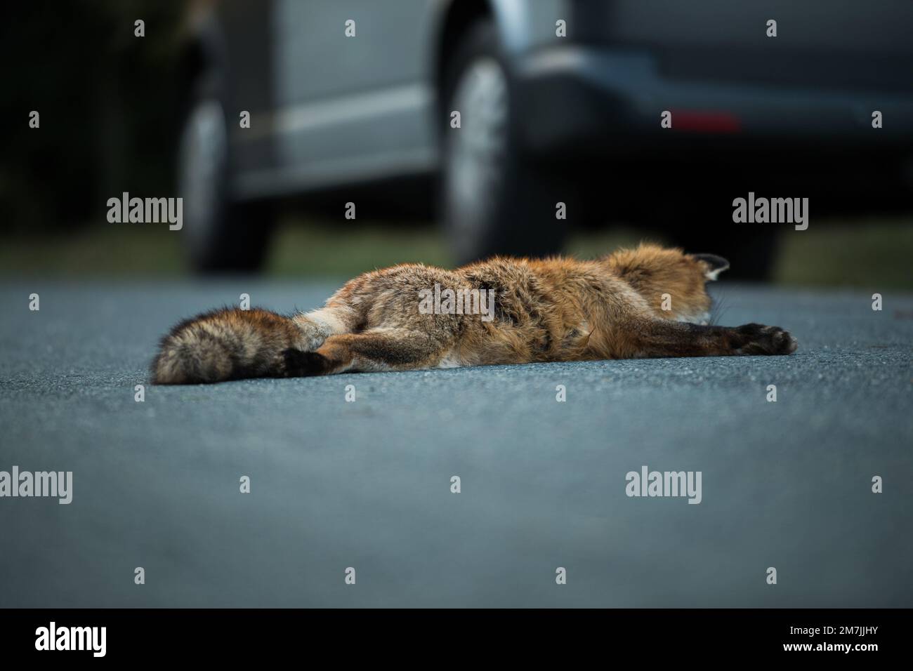 Dead fox on hi-res stock photography and images - Alamy