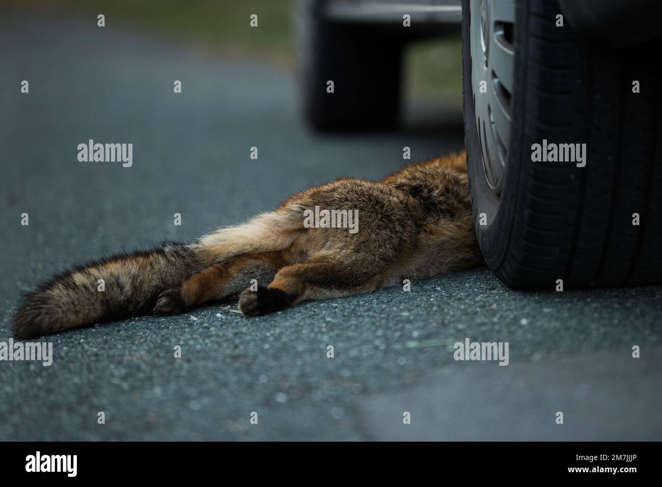 Dead fox on a street Stock Photo - Alamy