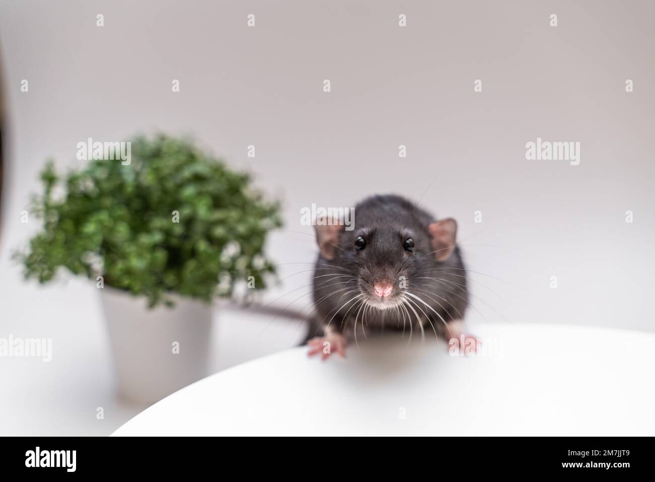 Domestic black dumbo rat sits and eats food on a spruce background. The ...