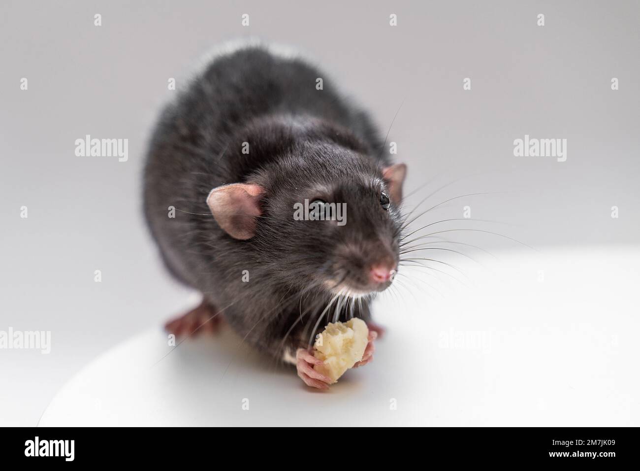 Domestic black dumbo rat sits and eats food on a spruce background. The ...